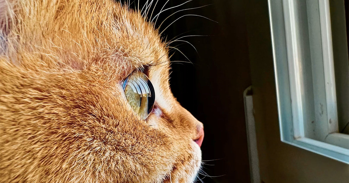 参与 Apple Shot on iPhone 摄影大赛，分享你用 iPhone 拍摄的微距佳作 - Apple (中国大陆)